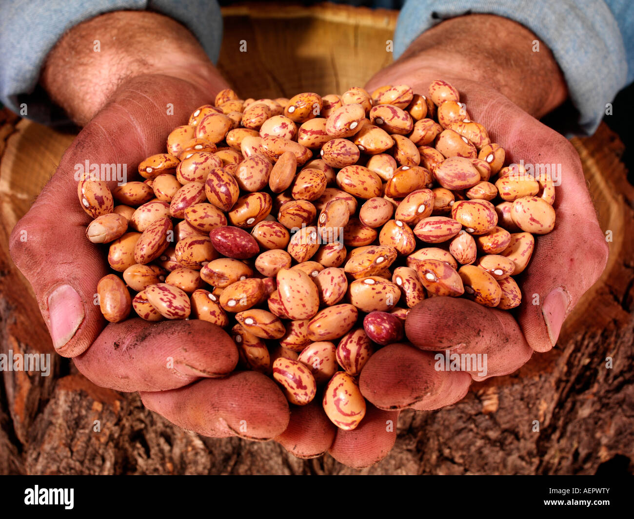 FARMER MAN HOLDING PINTO BEANS Stock Photo - Alamy