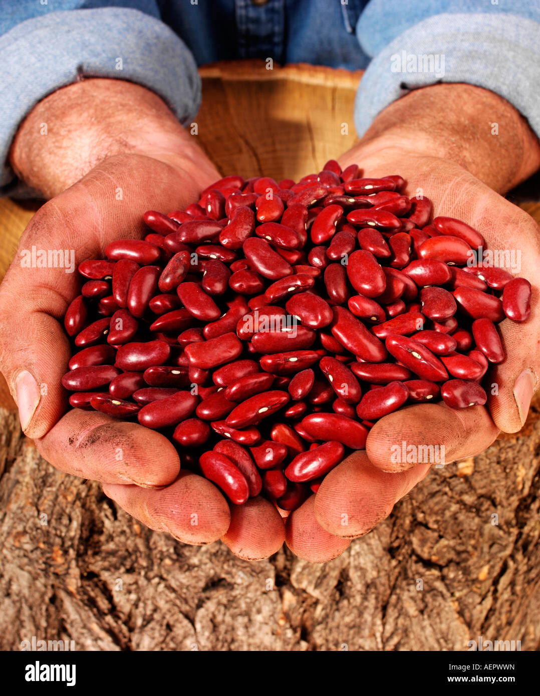 FARMER HOLDING RED KIDNEY BEANS Stock Photo - Alamy