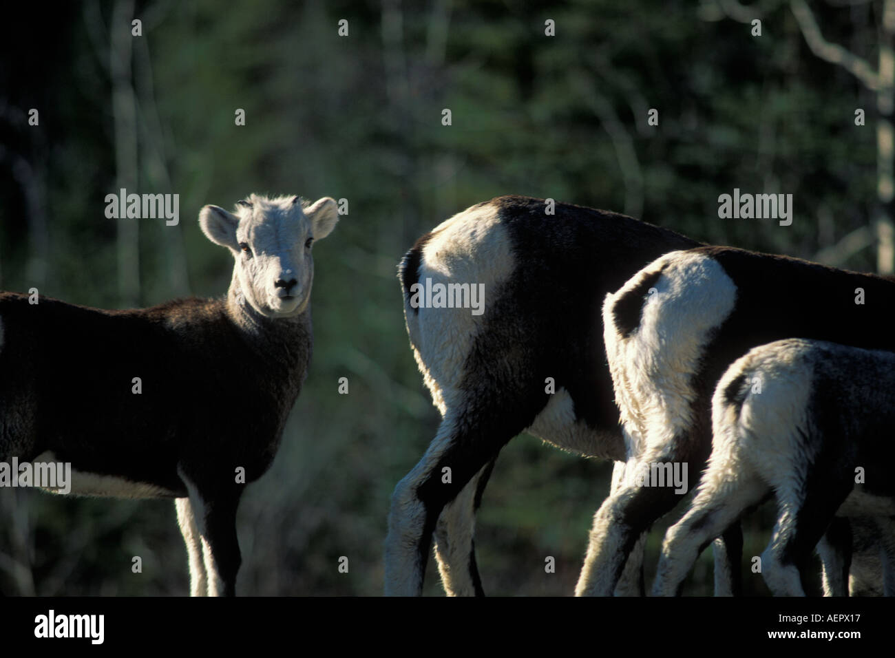 stone s sheep Ovis dalli stonei in the Yukon Yukon Territories Canada ...