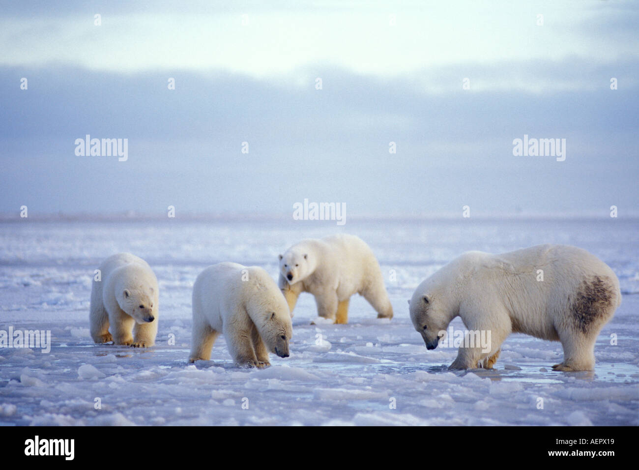 polar bears Ursus maritimus on the pack ice of the frozen coastal plain ...