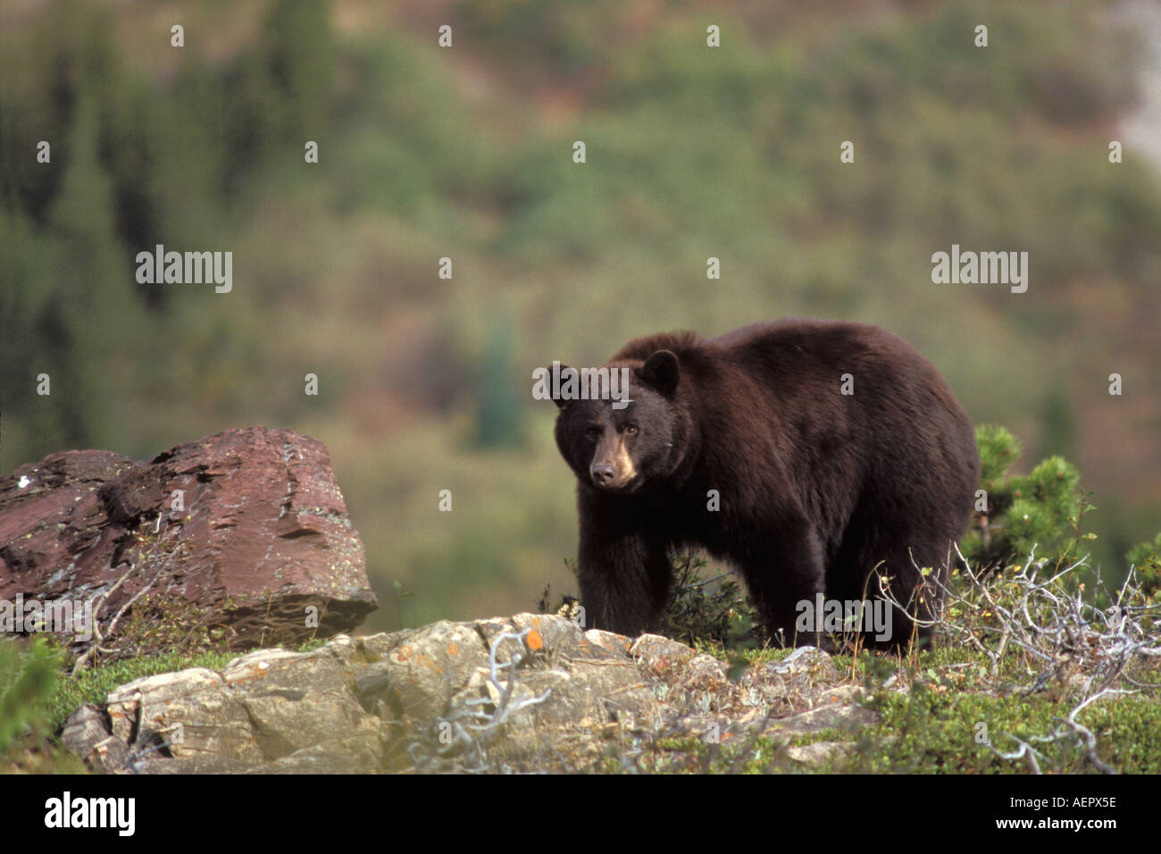 Black bear Ursus americanus reddish color Glacier National Park Montana ...