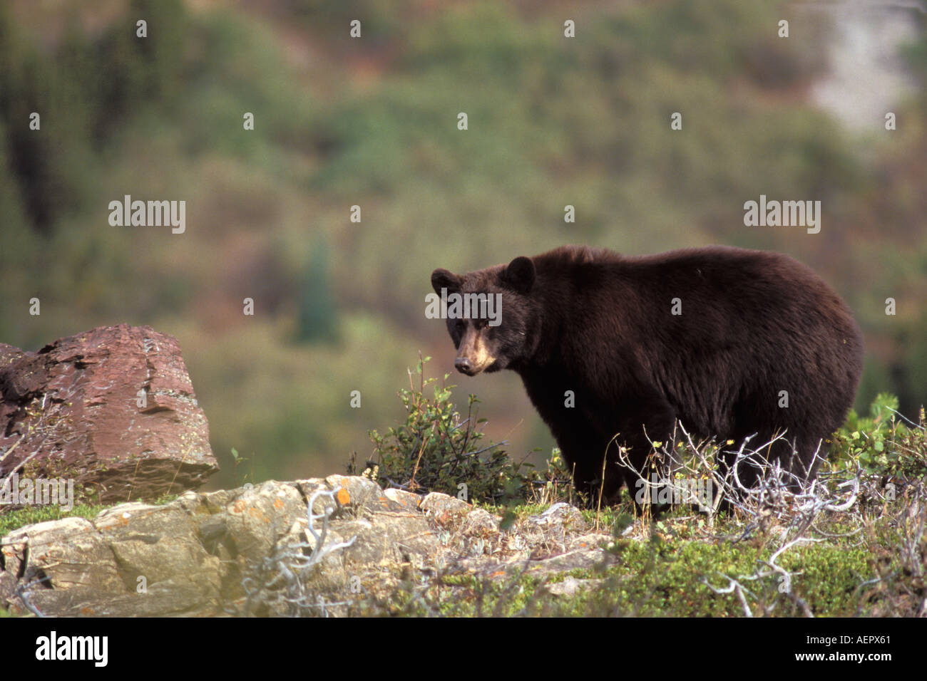 Black bear Ursus americanus reddish color Glacier National Park Montana ...