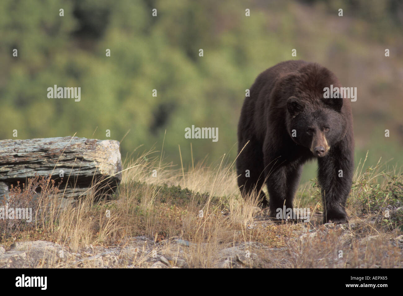 Black bear Ursus americanus reddish color Glacier National Park Montana ...