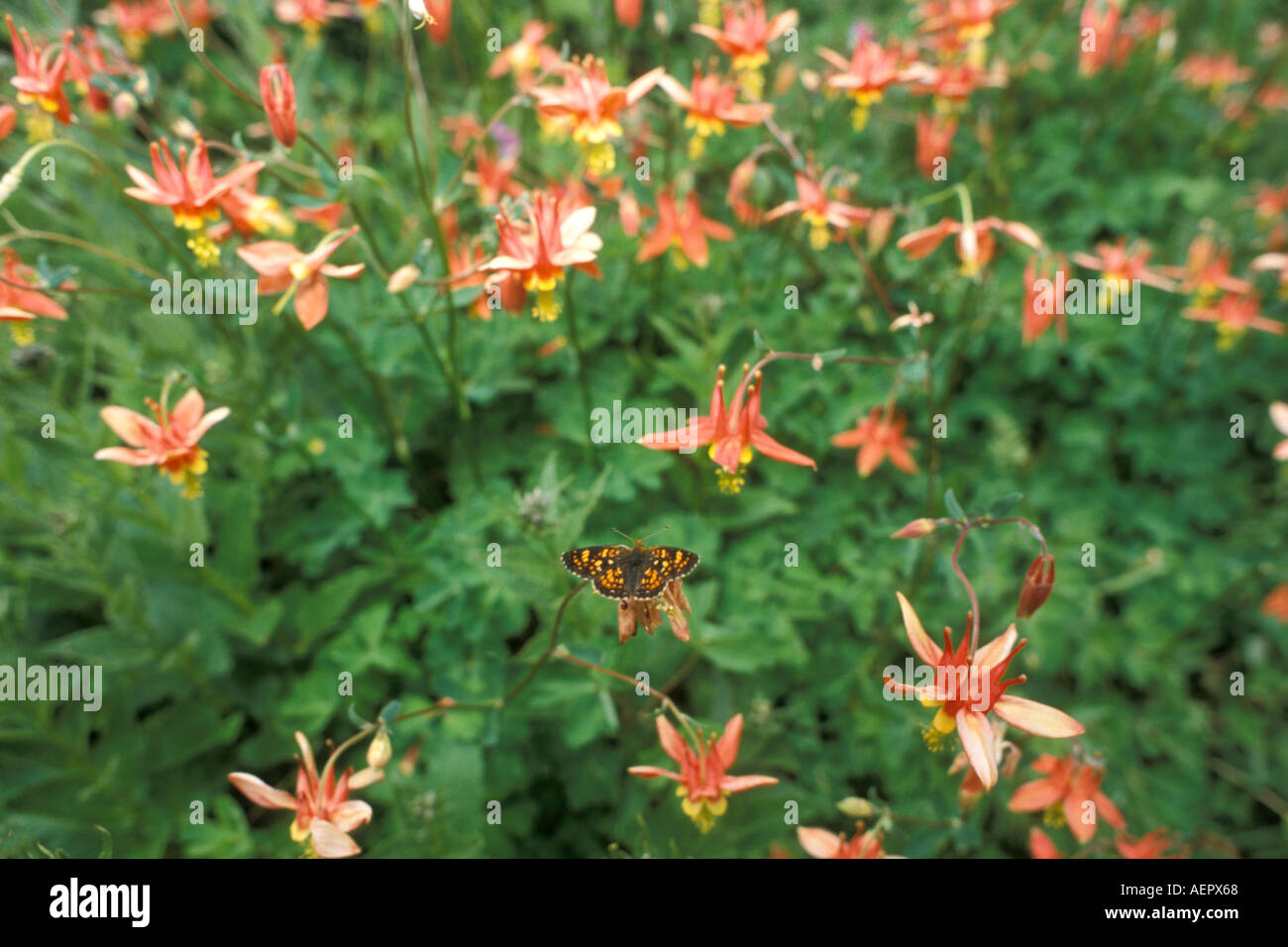red columbine Aguilegia formosa flowers and butterfly Olympic National ...
