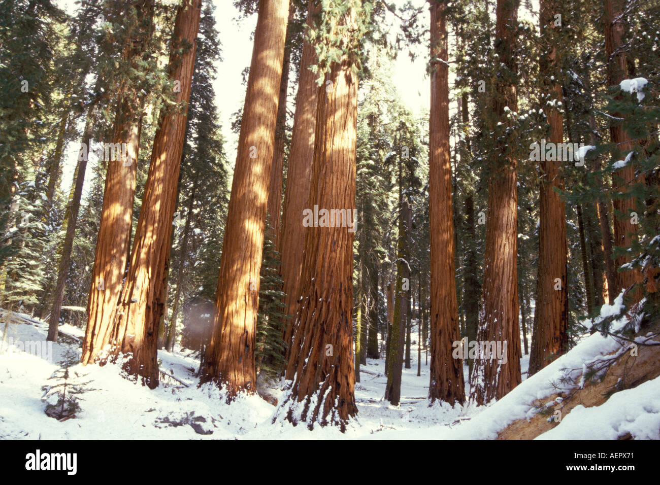 giant sequoia trees Sequoia and Kings Canyon National Park California ...