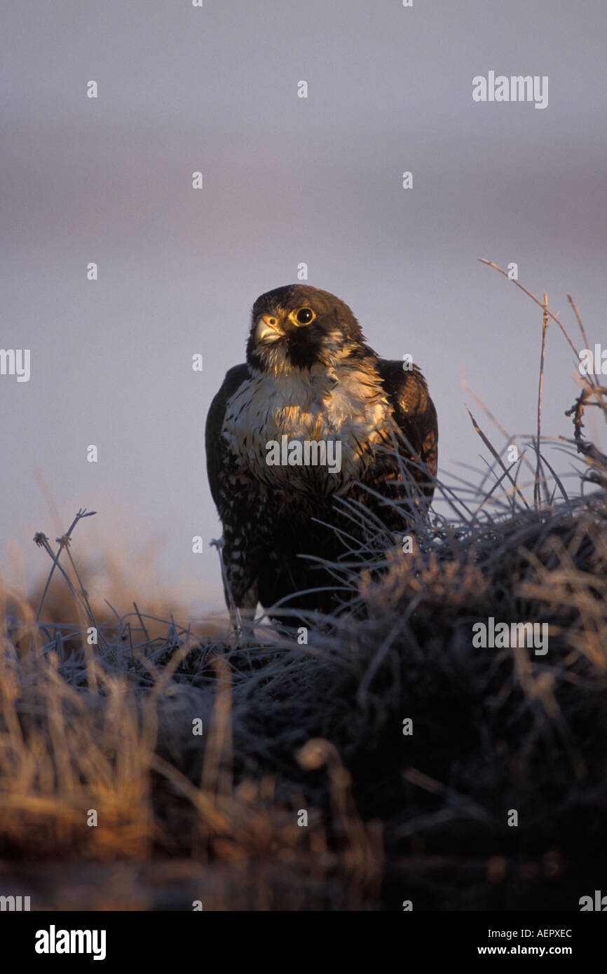 peregrine falcon Falco pereginus 1002 coastal plain of the Arctic ...