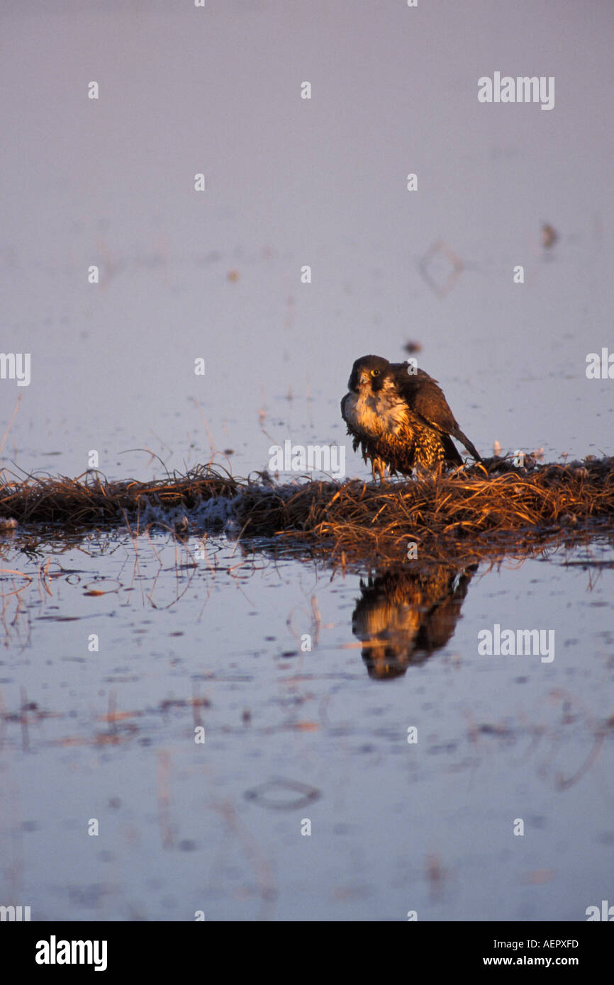 peregrine falcon Falco pereginus 1002 coastal plain of the Arctic ...