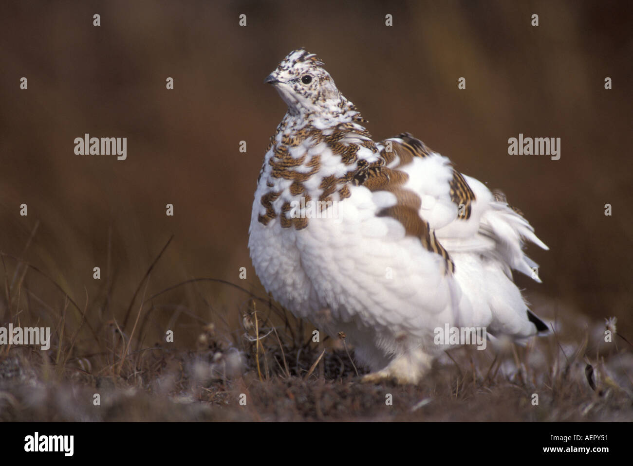 rock ptarmigan Lagopus mutus in fall colors central Arctic coastal ...