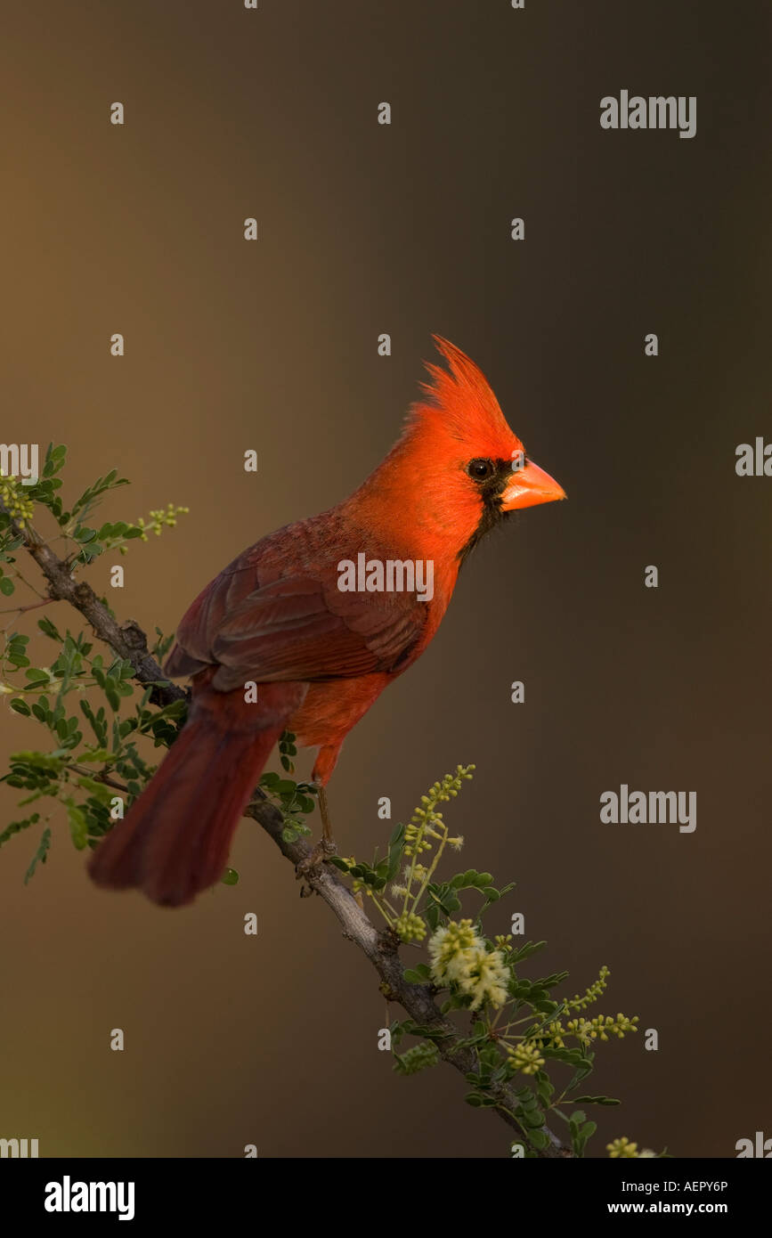 Northern Cardinal Male Stock Photo - Alamy