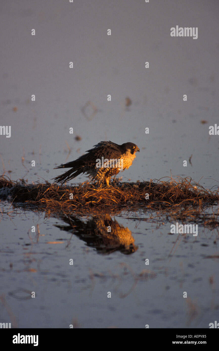 peregrine falcon Falco pereginus in the 1002 coastal plain of the ...