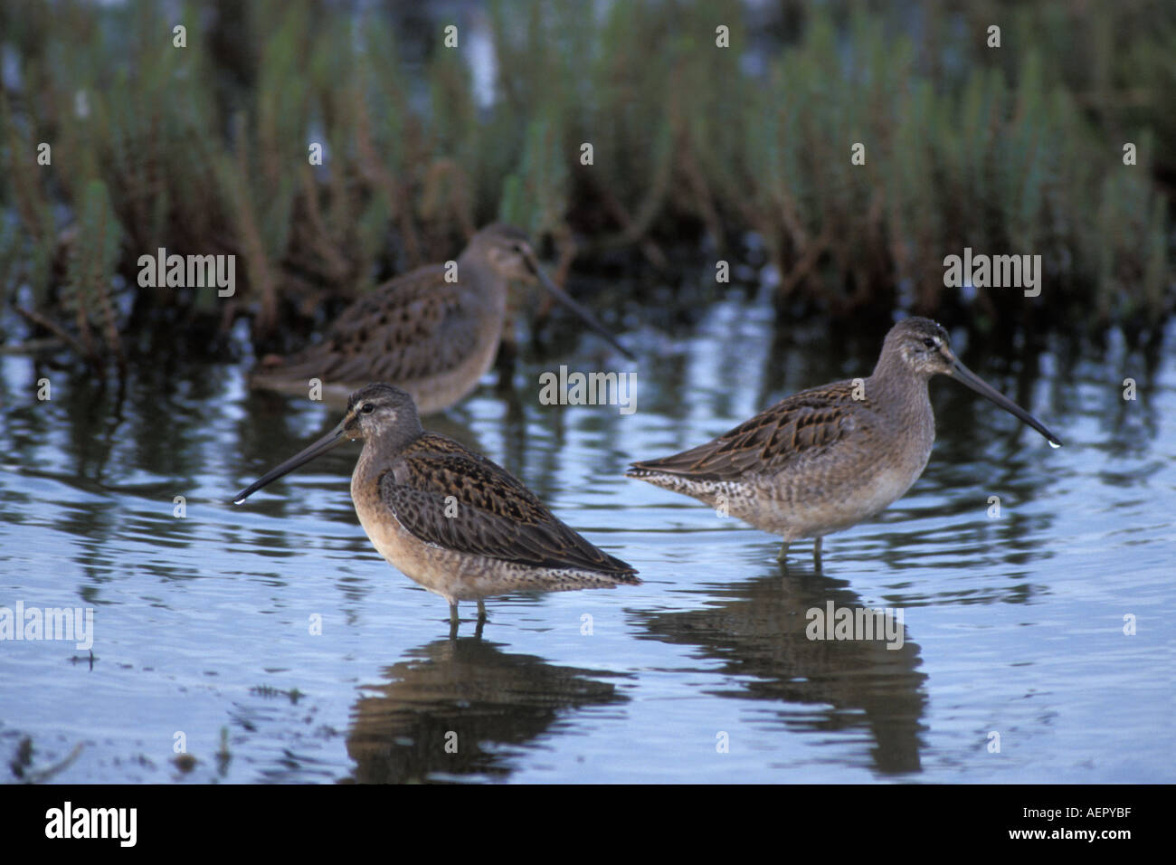 bar tailed godwit Limosa lapponica on the eastern central Arctic ...