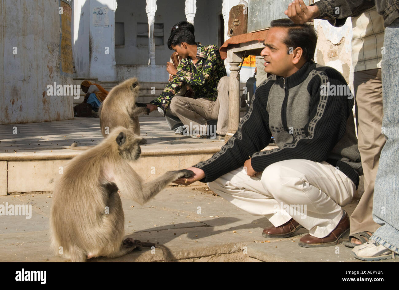 Everyday life of monkeys hi-res stock photography and images - Alamy