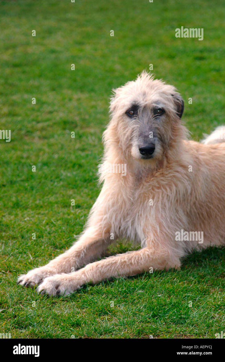 An Irish Wolf Hound Stock Photo - Alamy