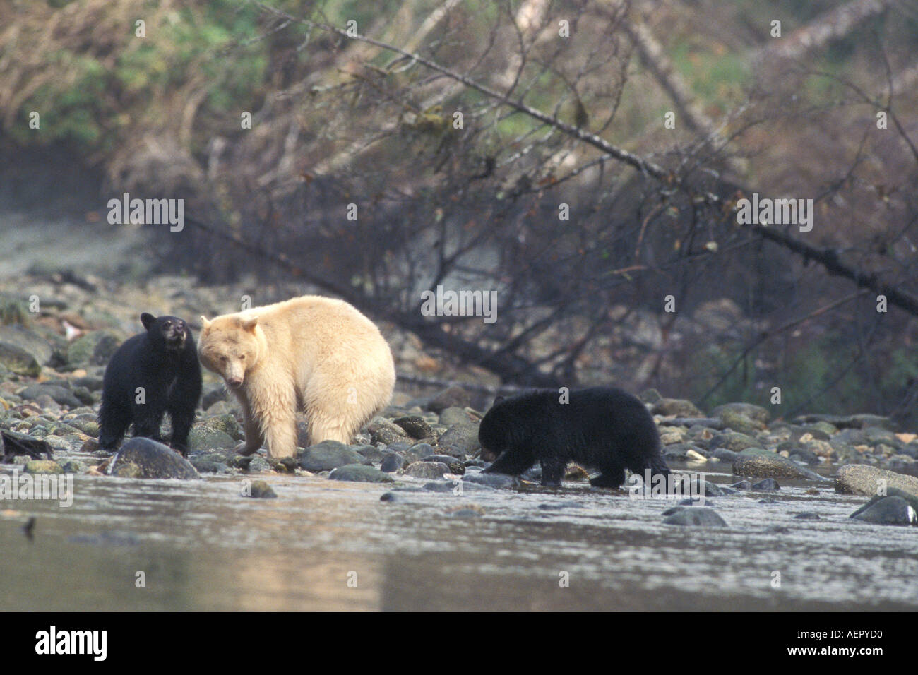 spirit bear kermode black bear Ursus americanus sow with cubs along a ...