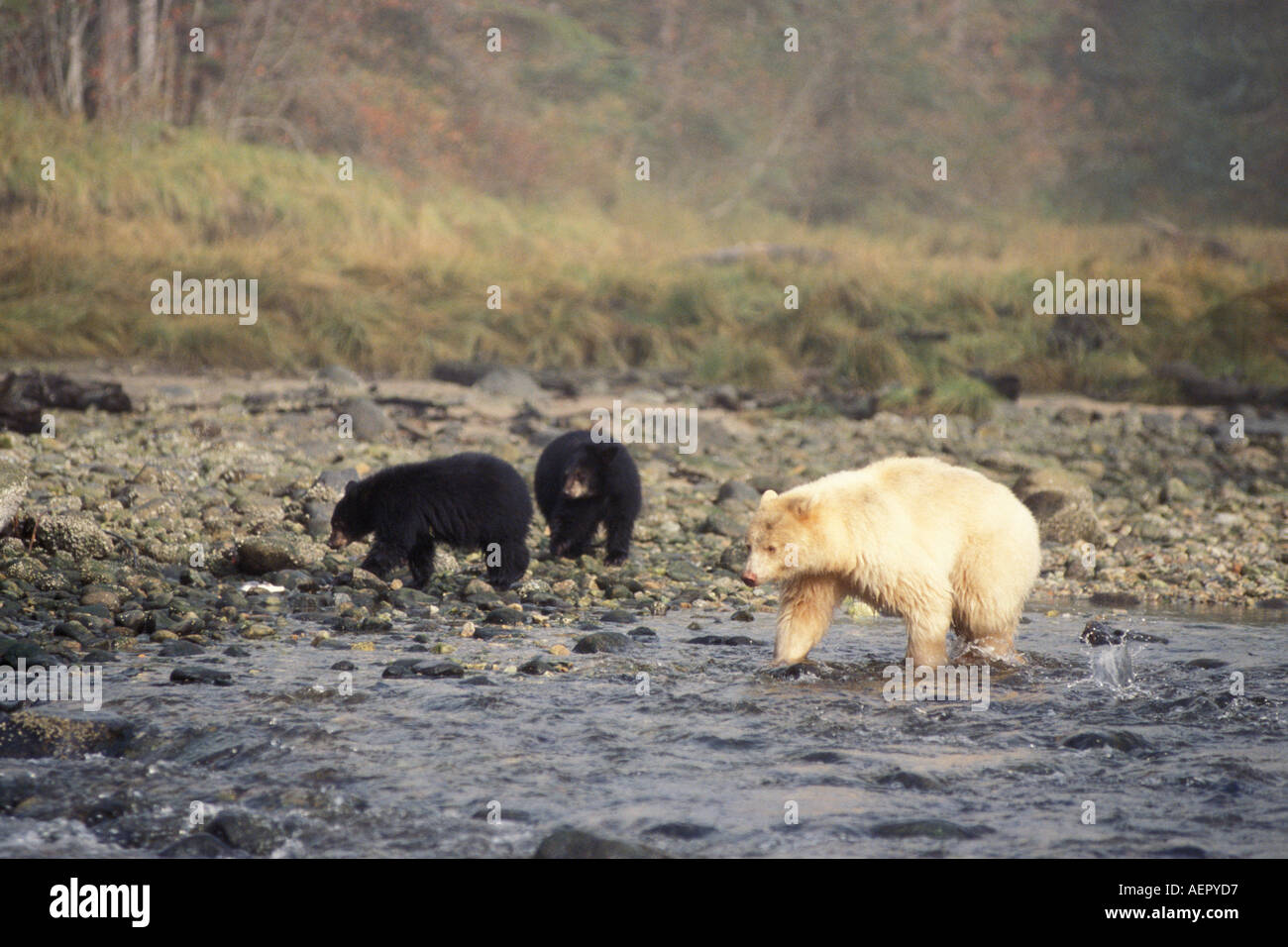 spirit bear kermode black bear Ursus americanus sow with cubs along a ...