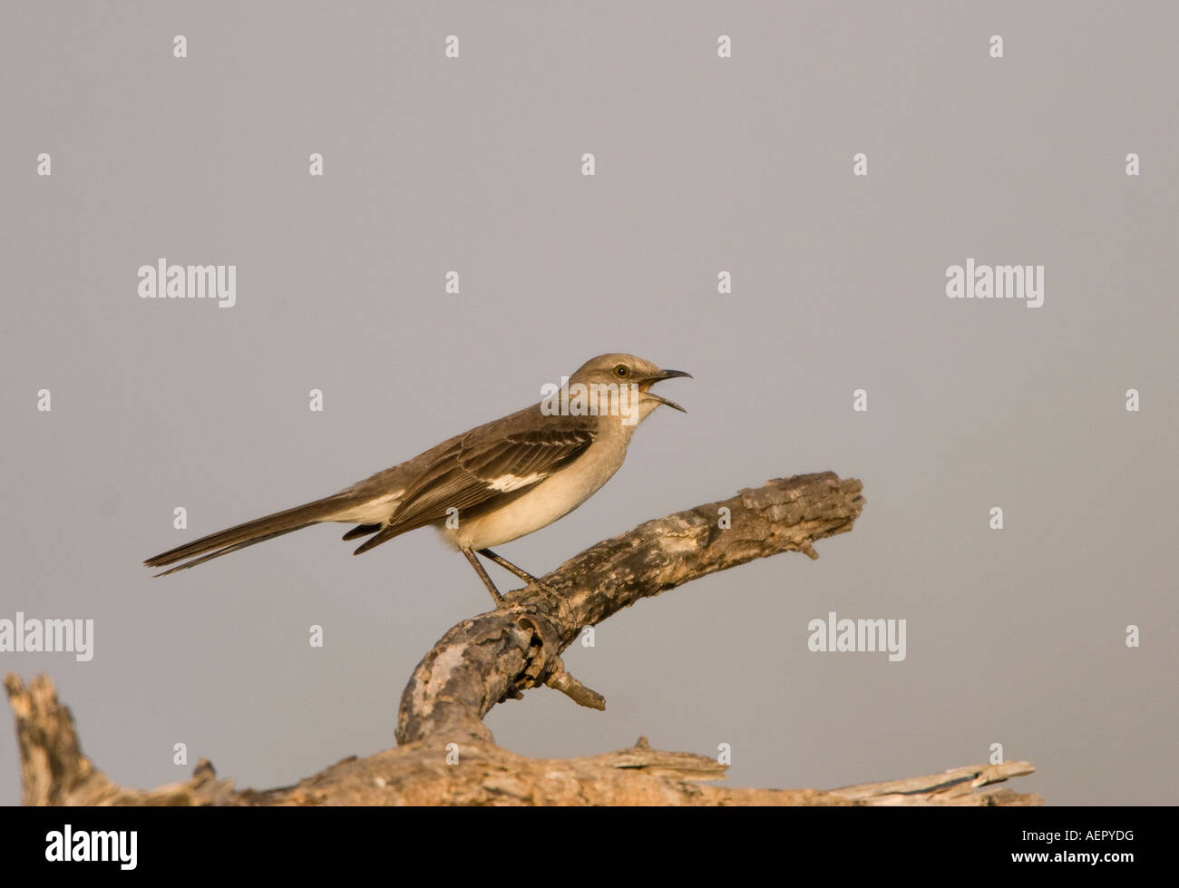 Northern Mockingbird Singing Stock Photo - Alamy
