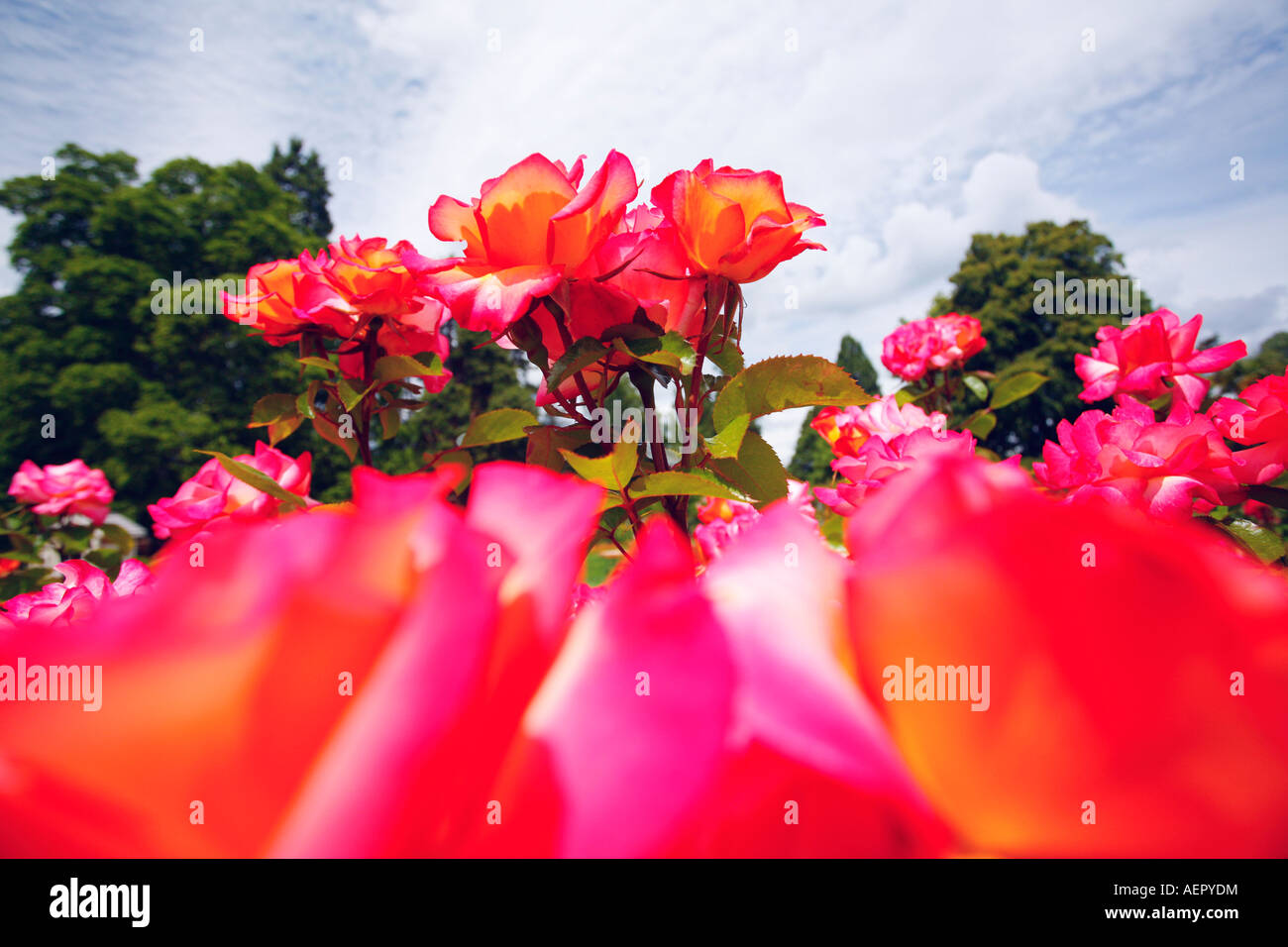 Roses at Point Defiance Park rose garden, Tacoma, Washington Stock ...