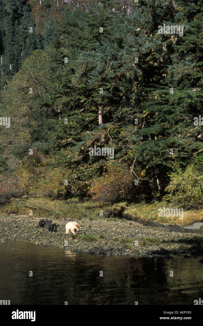 spirit bear kermode black bear Ursus americanus sow with cubs in the ...