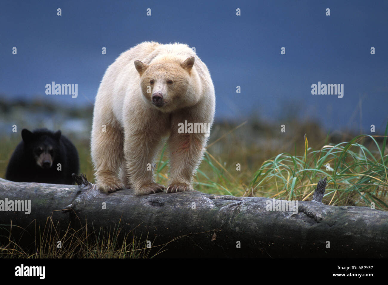 spirit bear kermode black bear Ursus americanus sow with cub walking on ...