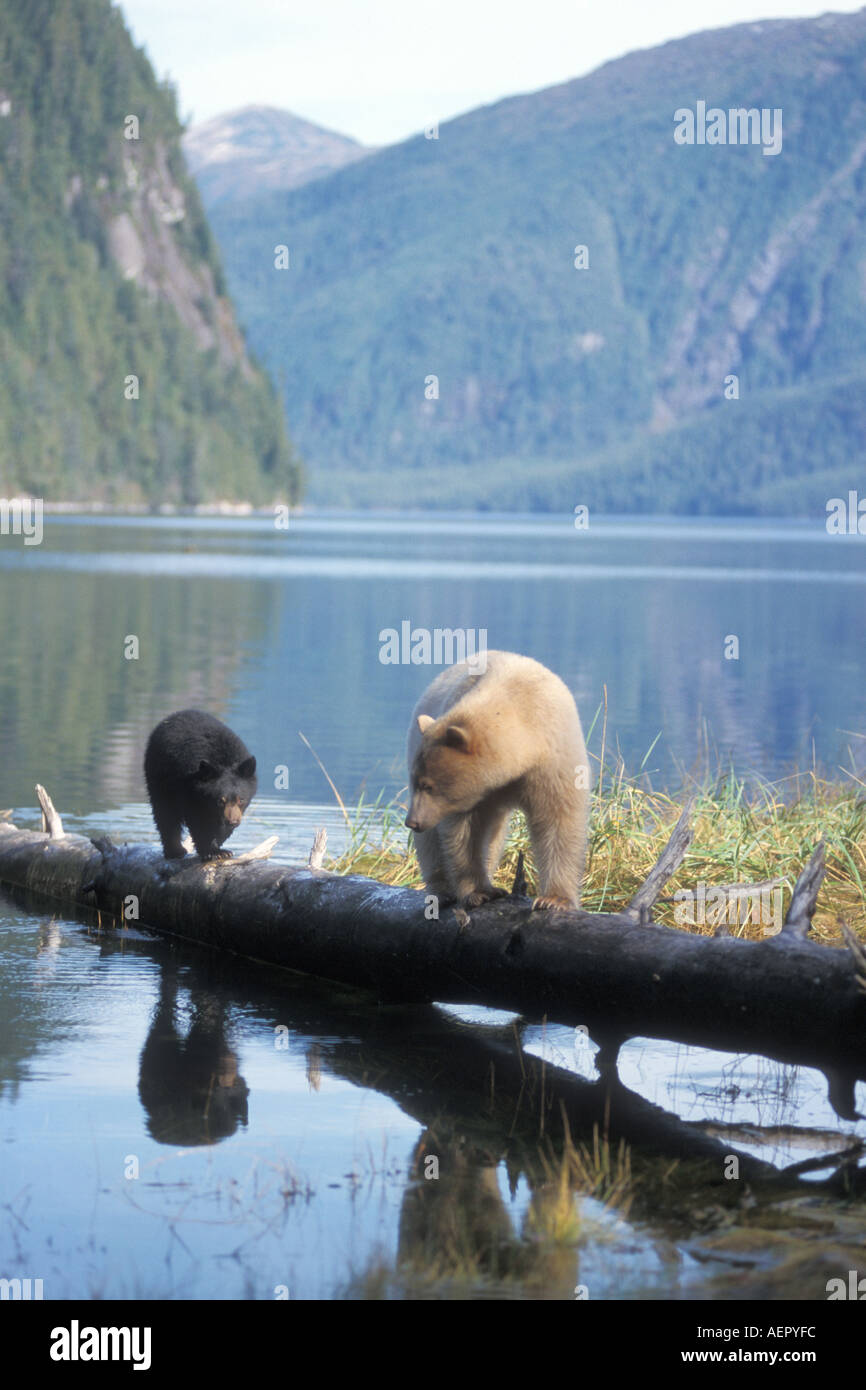 spirit bear kermode black bear Ursus americanus sow with cub walking on ...