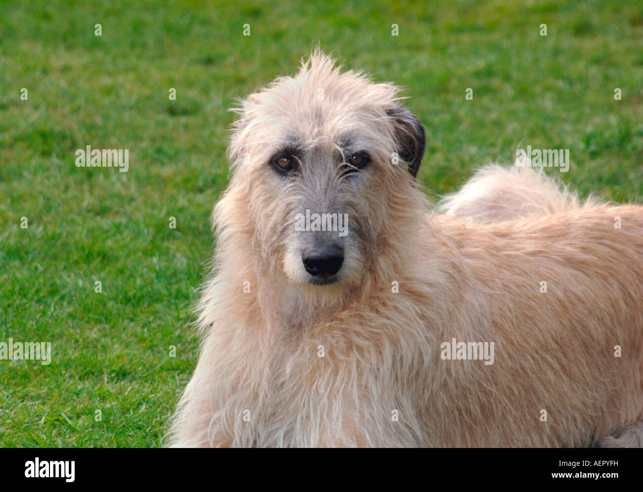 An Irish Wolf Hound Stock Photo - Alamy