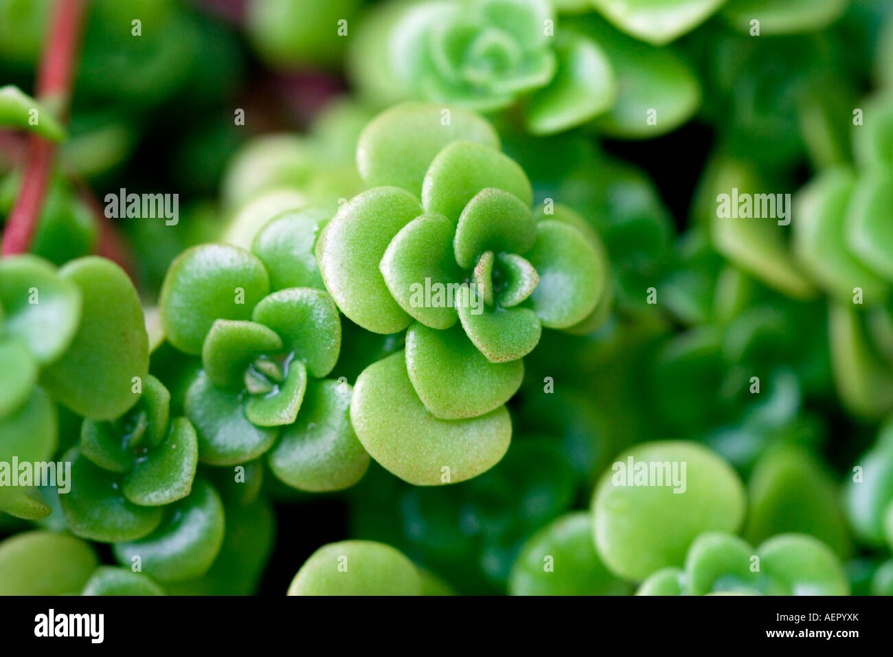 Stonecrop plants hi-res stock photography and images - Alamy