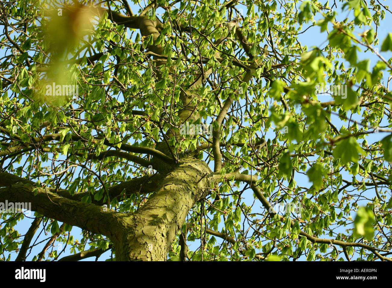 crown of a tree Stock Photo - Alamy