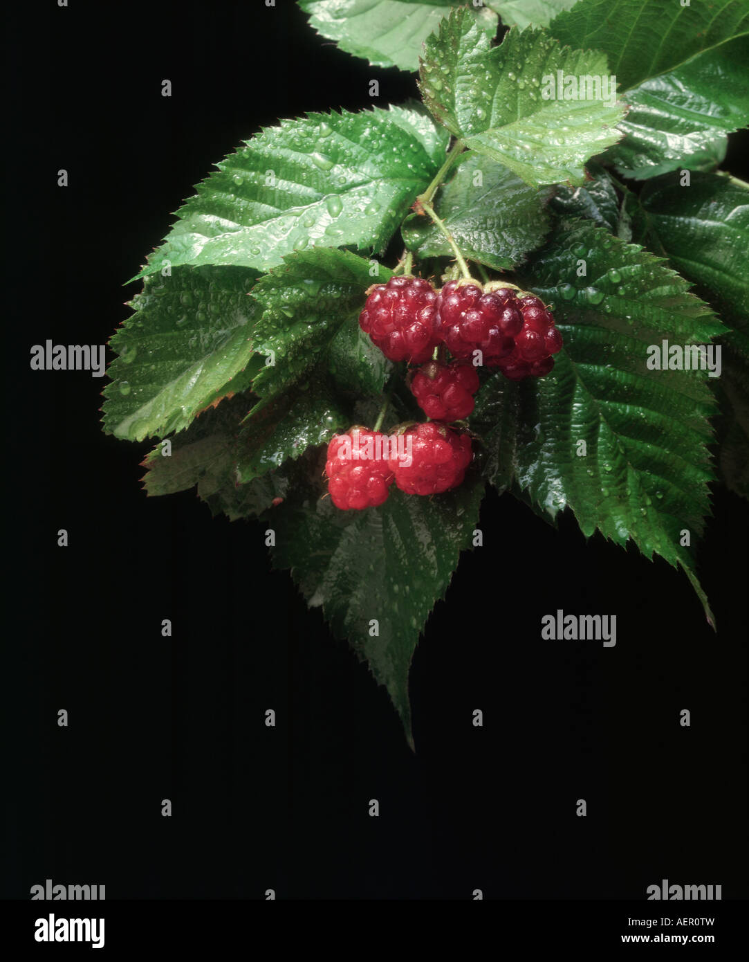 Raspberries on vine hi-res stock photography and images - Alamy