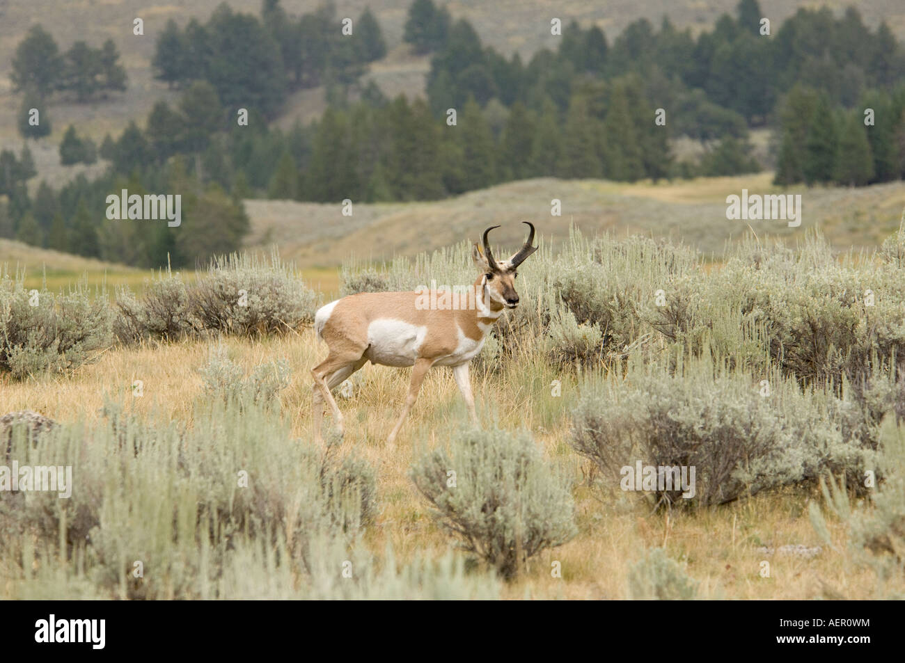 Pronghorn Antelope in Yellowstone Stock Photo - Alamy