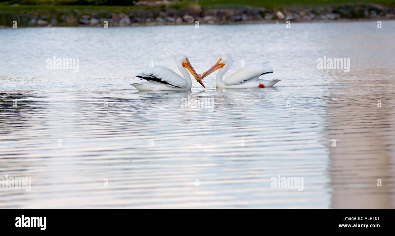 pelicans meeting in confluence lake delta Colorado USA Stock Photo - Alamy