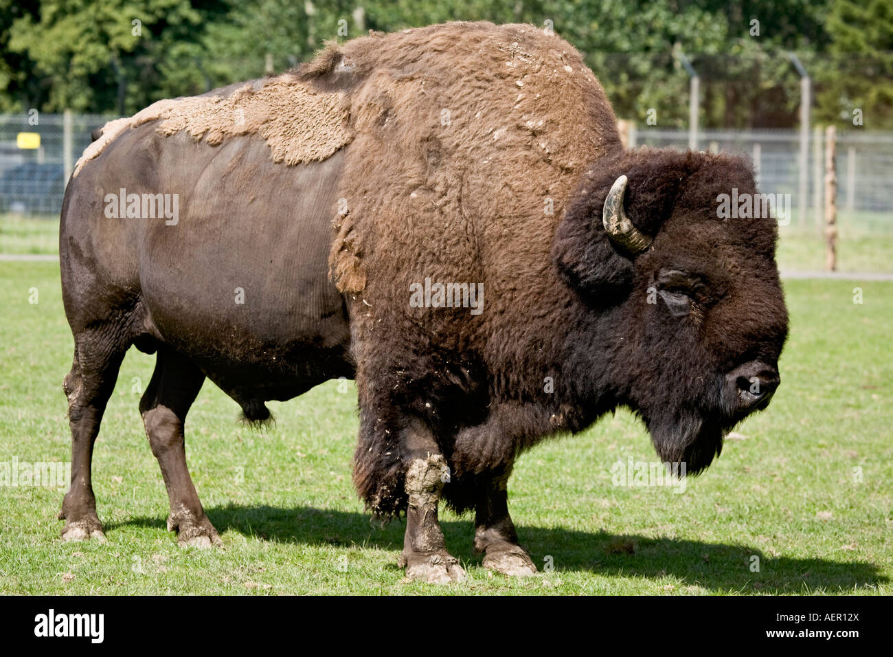 Bull american bison bovidae artiodactyal buffalo hi-res stock ...