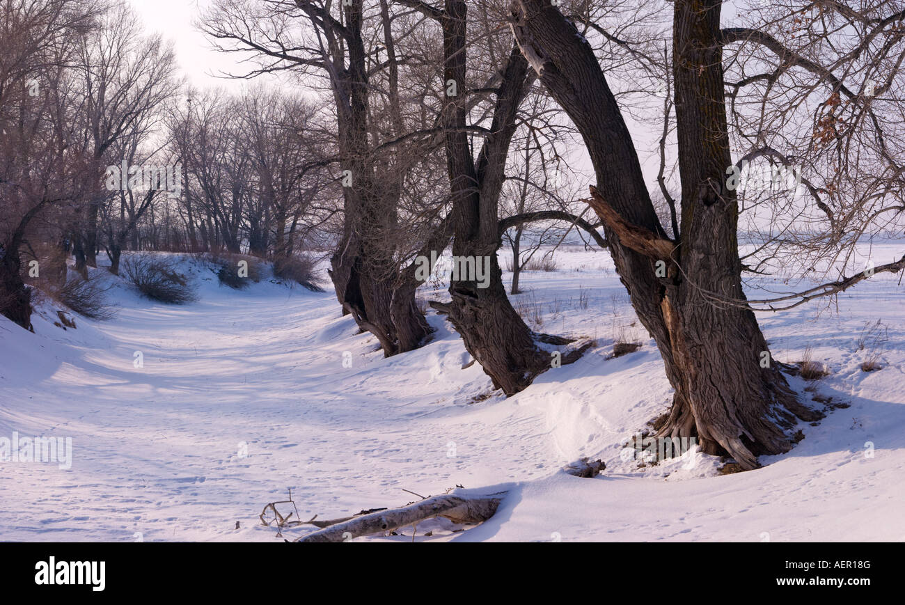 A group of trees Stock Photo - Alamy