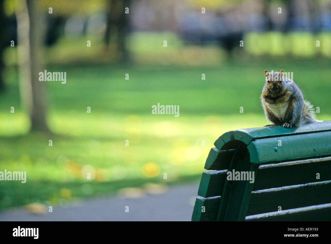 Squirrel on a bench Stock Photo - Alamy