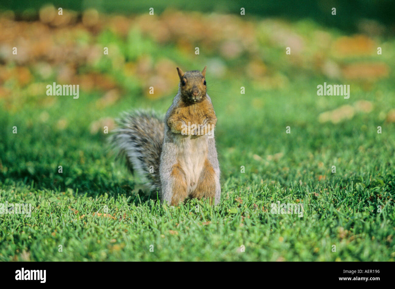 Head on squirrel photo hi-res stock photography and images - Alamy
