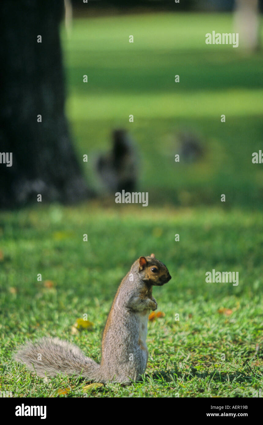 Head on squirrel photo hi-res stock photography and images - Alamy