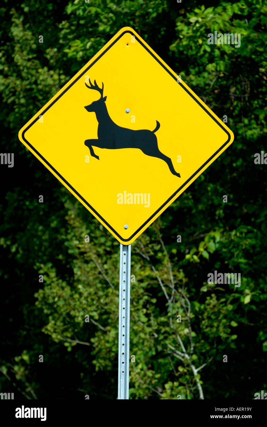 Road Warning Hazard Sign Deer Crossing North America Stock Photo - Alamy