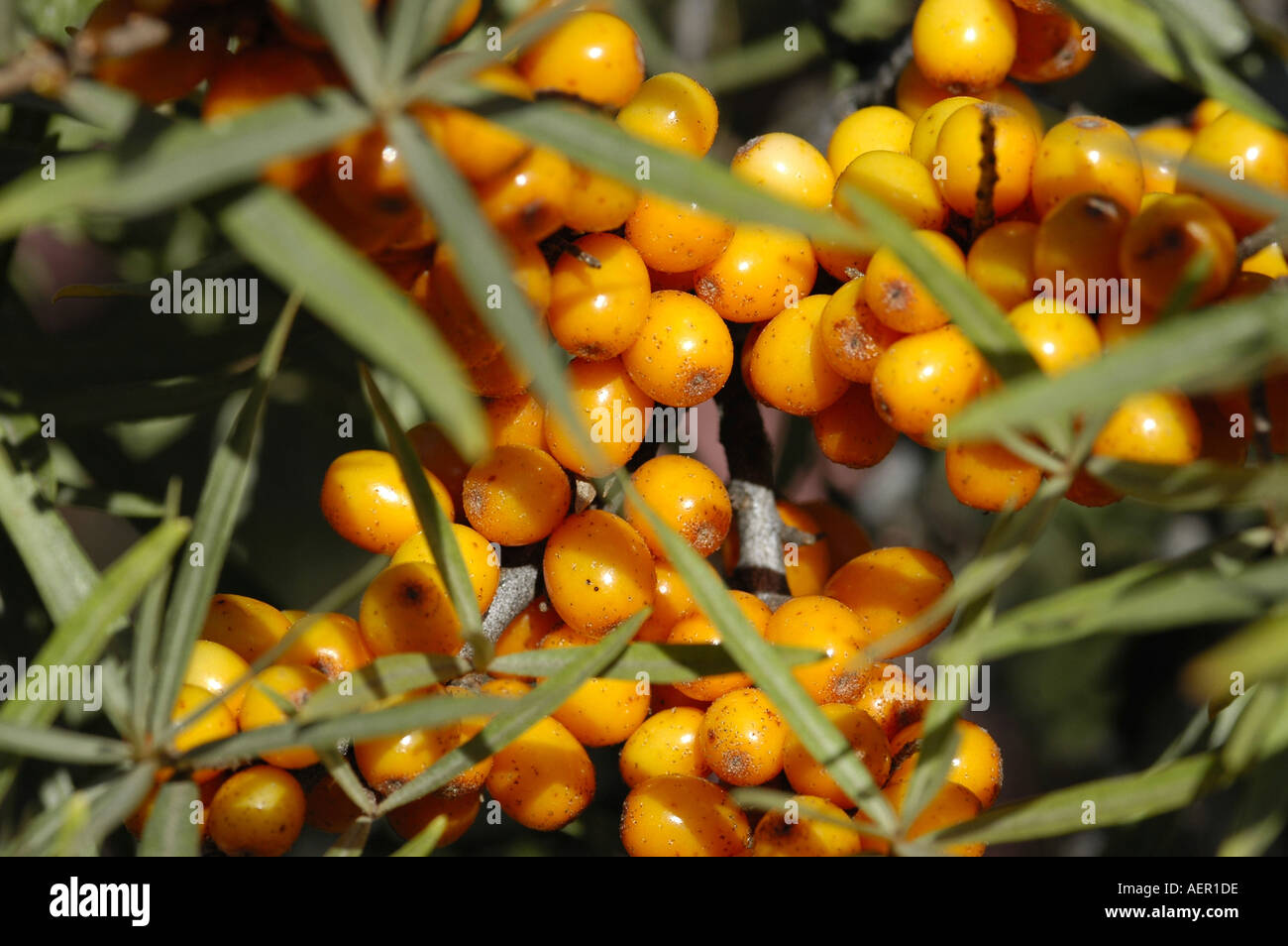 hippophae rhamnoides in prague czech republic summer of 2004 Group ...