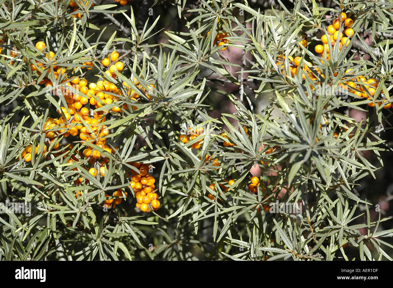 hippophae rhamnoides in prague czech republic summer of 2004 Group ...