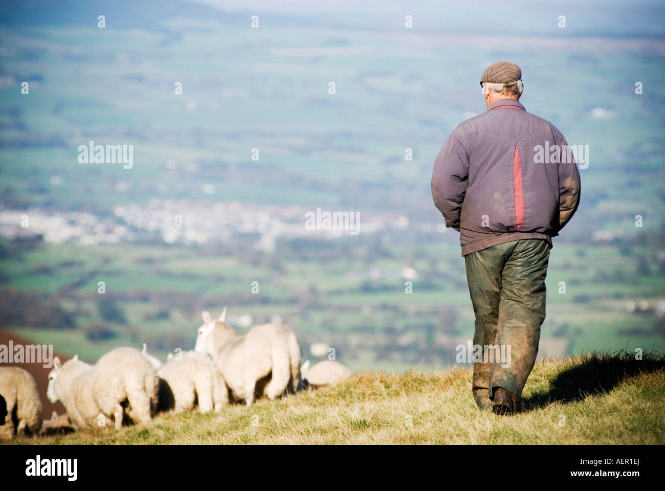 Welsh Shepherd walking among Hills of Brecon Beacons national park with ...