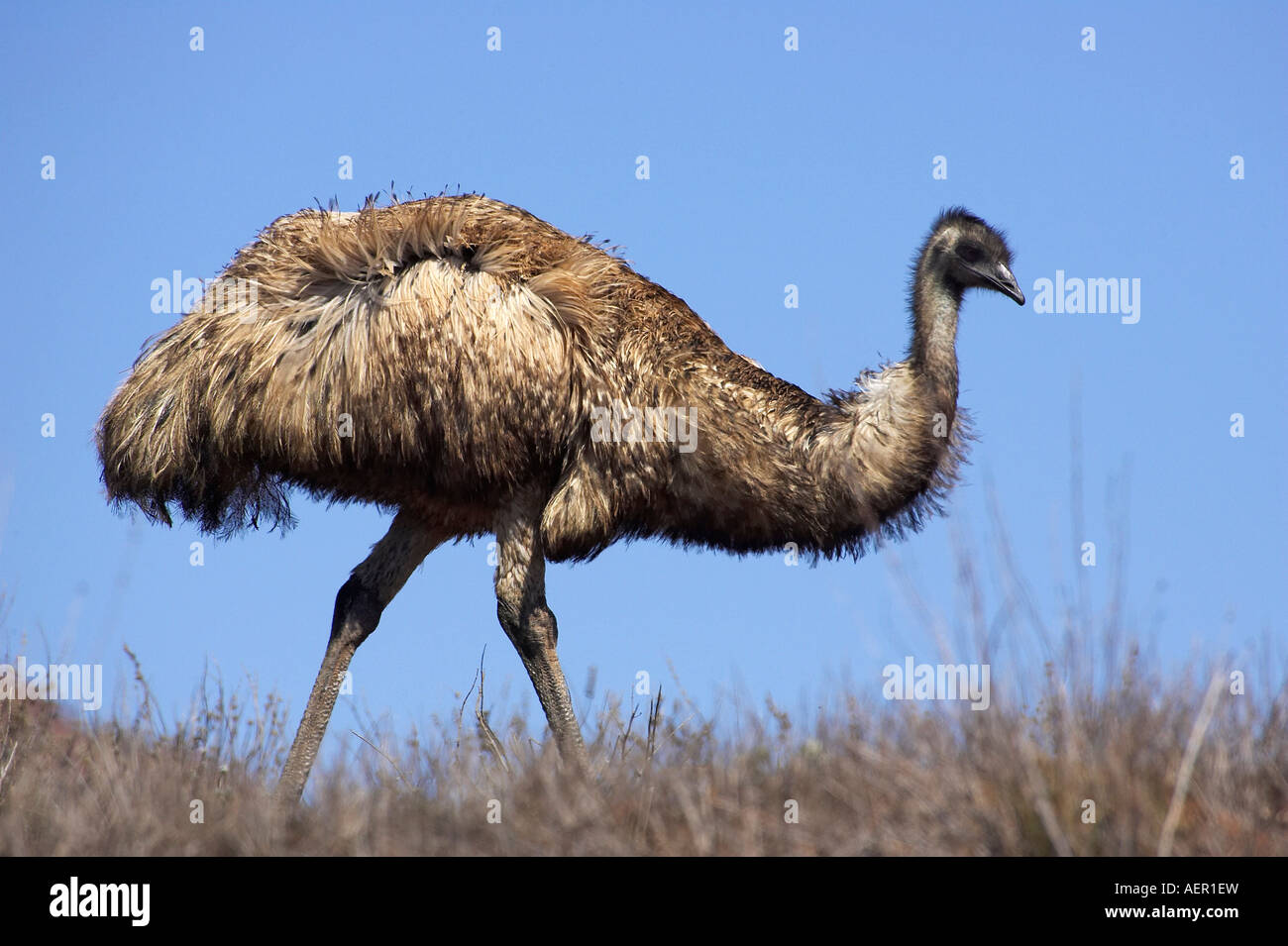 Animals of flinders ranges hi-res stock photography and images - Alamy