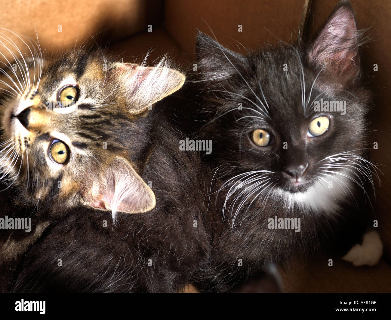 Kittens a box hi-res stock photography and images - Alamy