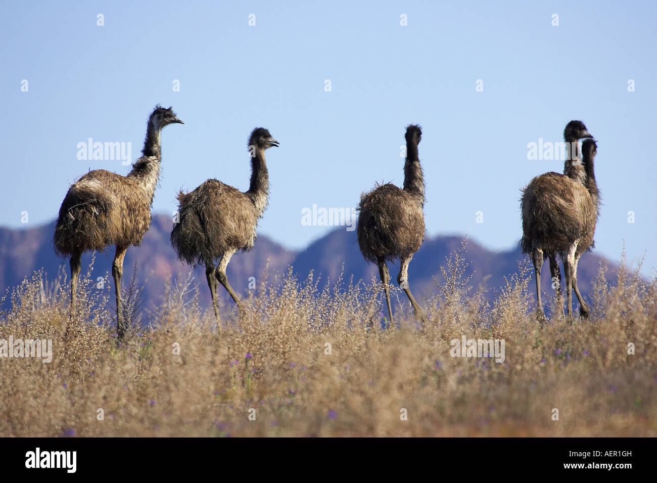 Animals of flinders ranges hi-res stock photography and images - Alamy