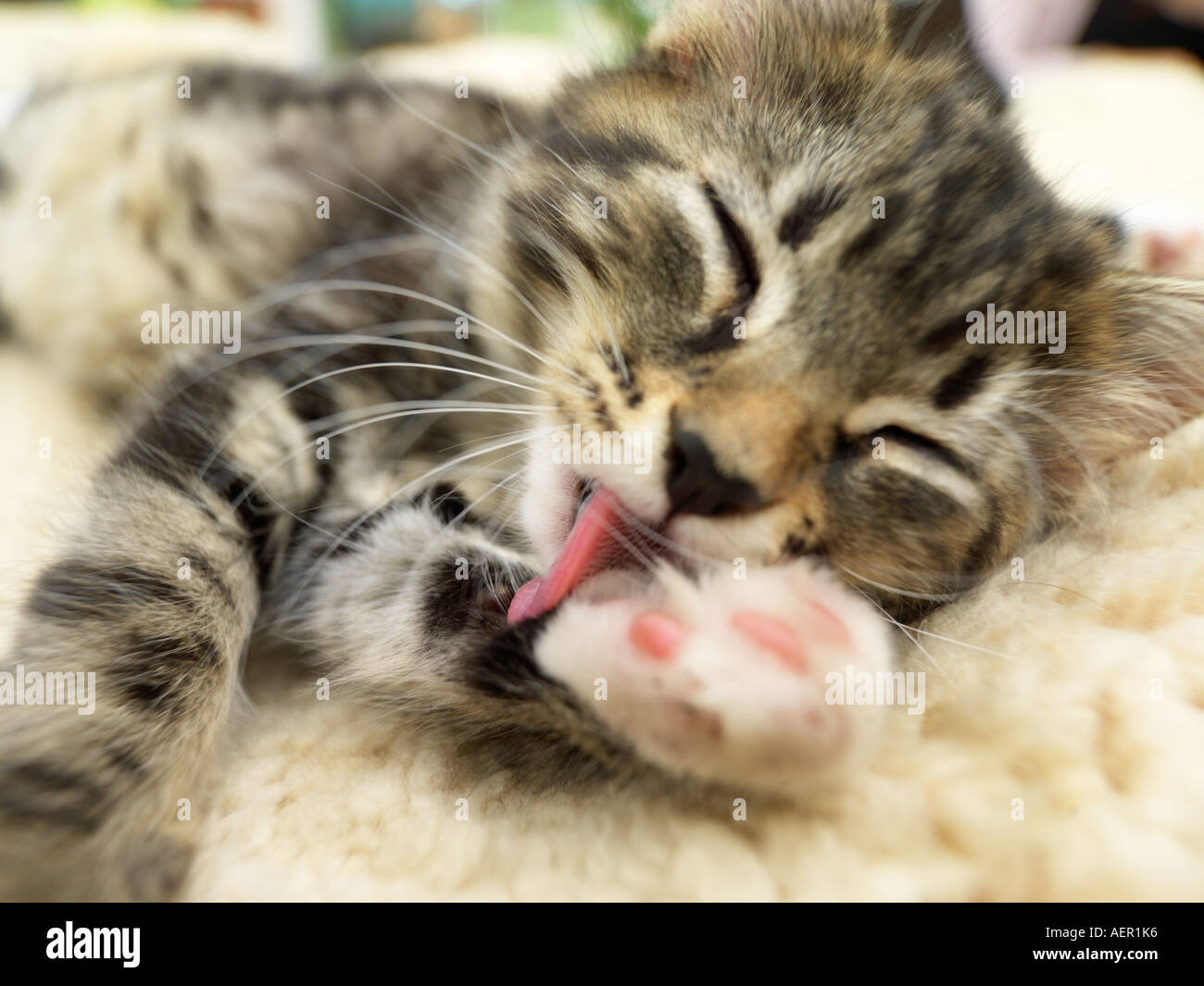 Nine Week Old Tabby Kitten Washing Paw Stock Photo - Alamy