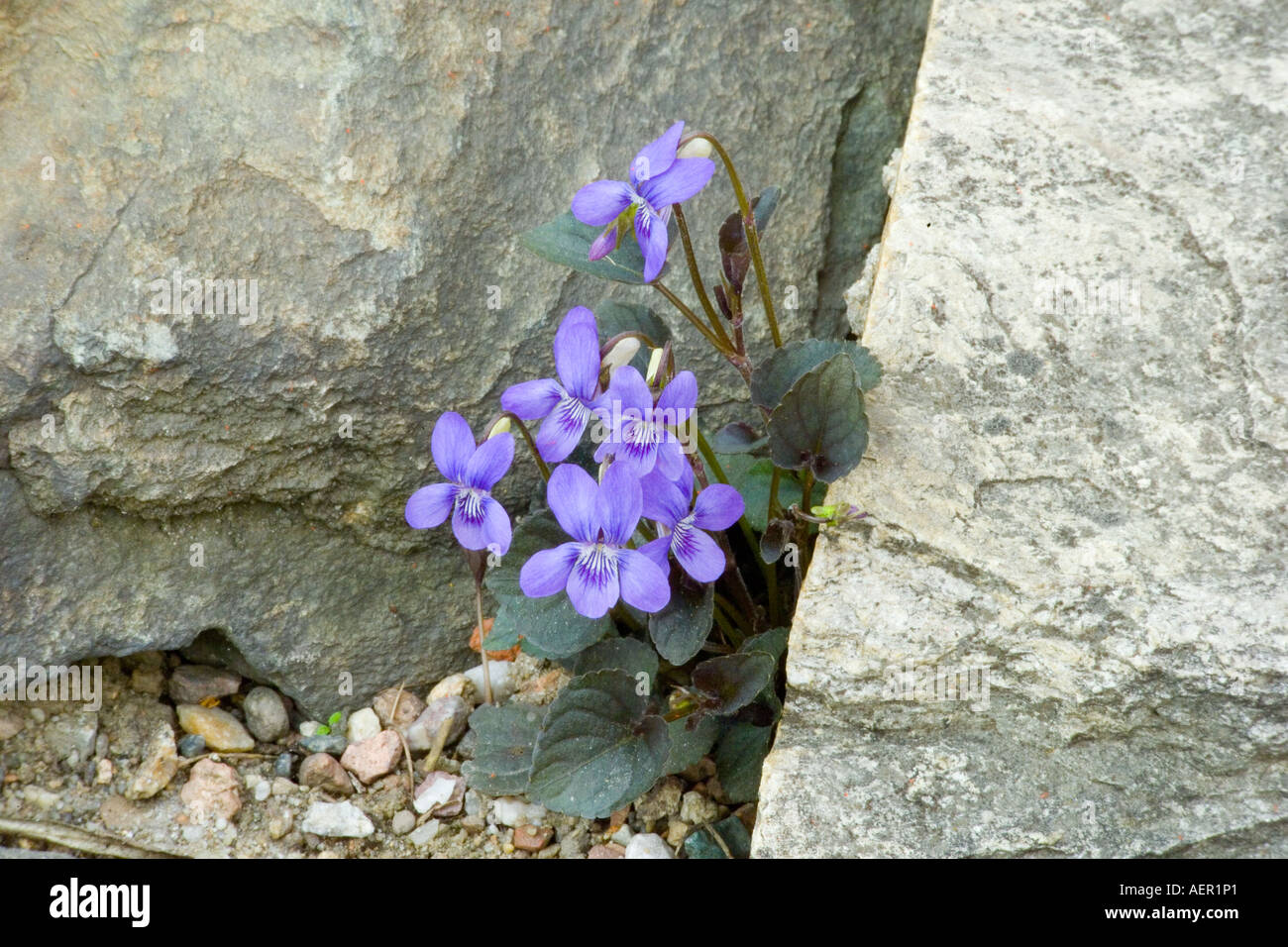 Viola labradorica Alpine dog violet American dog violet, dog violet ...