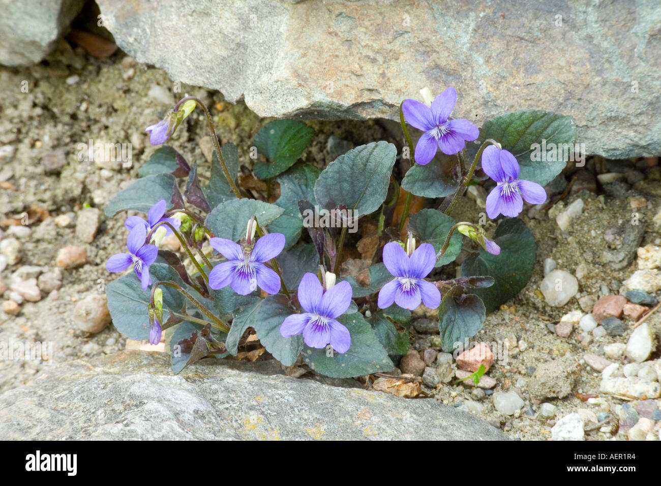 Viola labradorica Alpine dog violet American dog violet, dog violet ...
