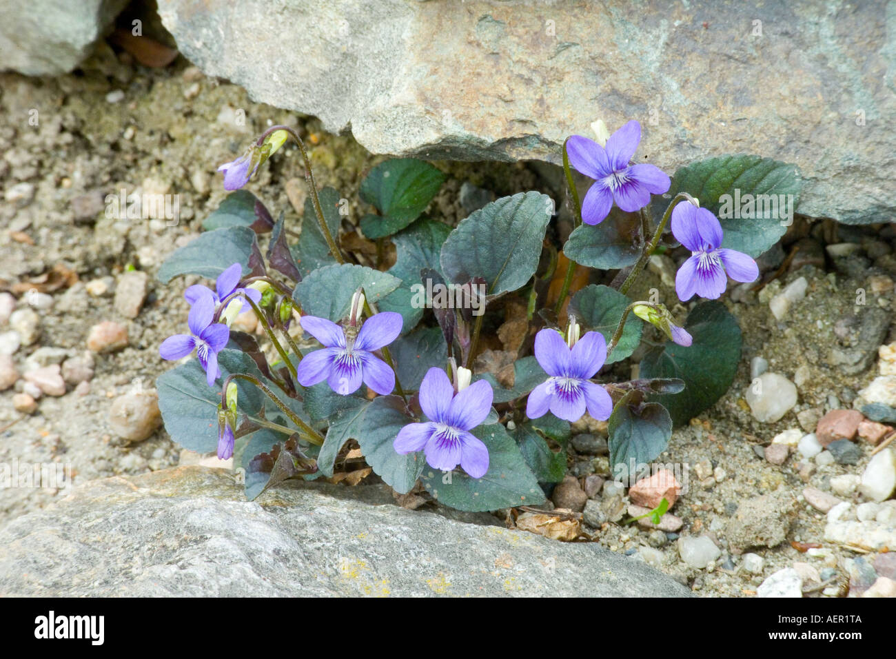Viola labradorica Alpine dog violet American dog violet, dog violet ...