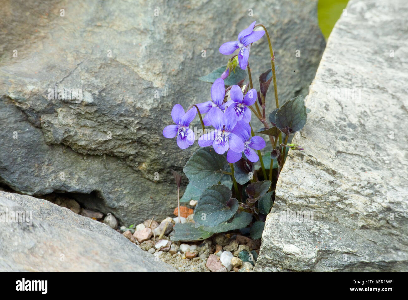 Viola labradorica Alpine dog violet American dog violet, dog violet ...