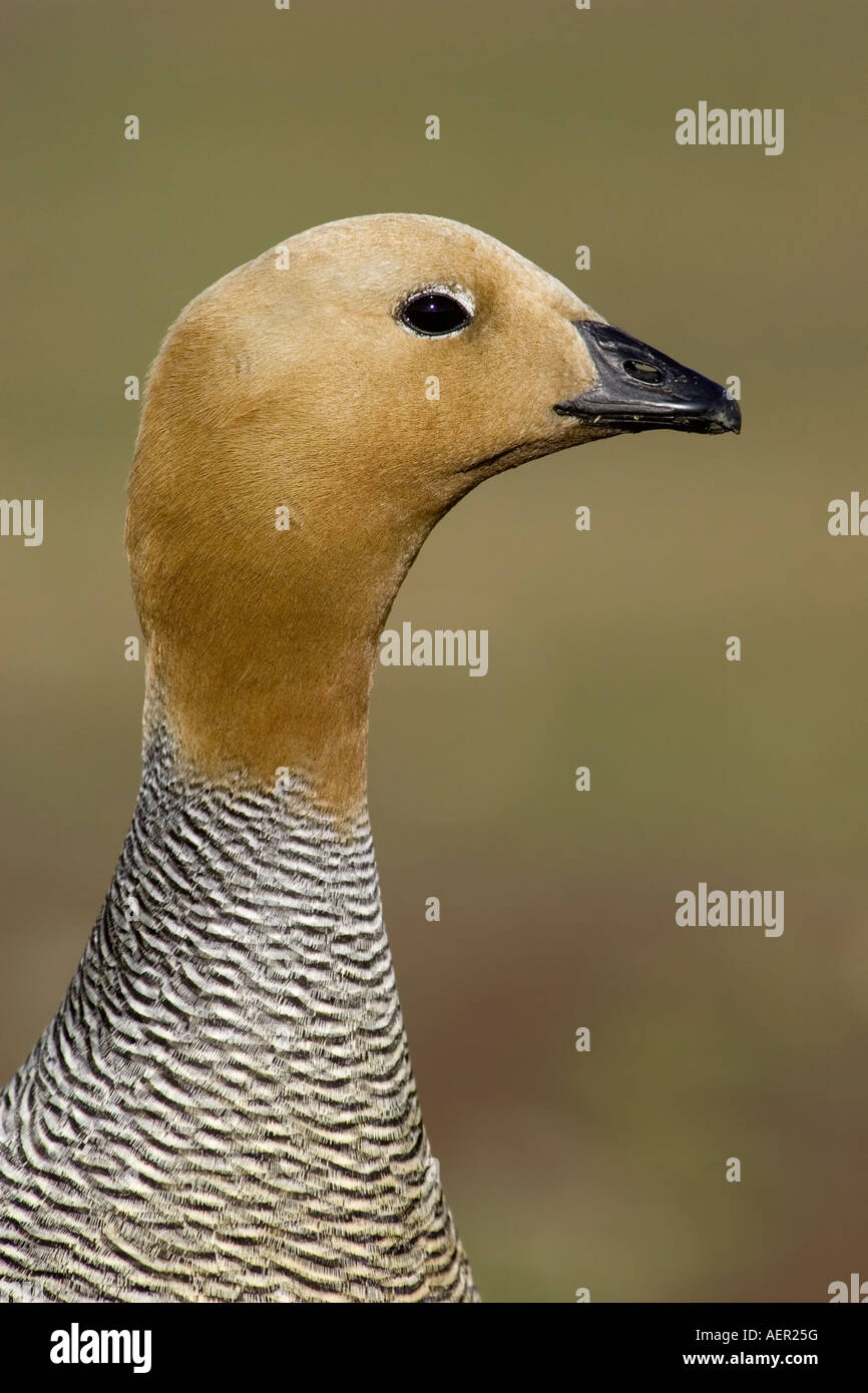 Ruddy face hi-res stock photography and images - Alamy