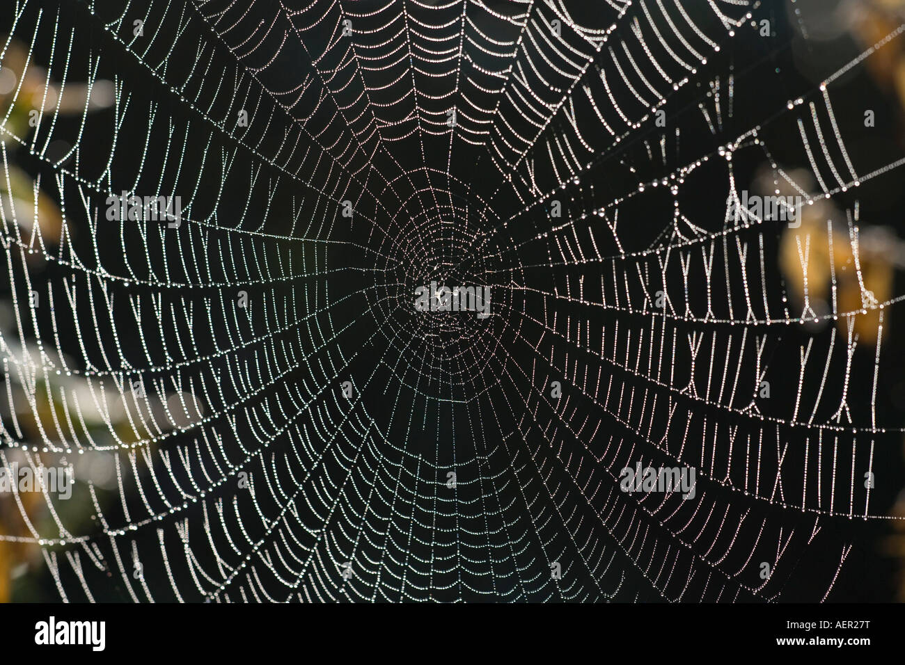 Close up of "Garden Spider" Web Stock Photo - Alamy
