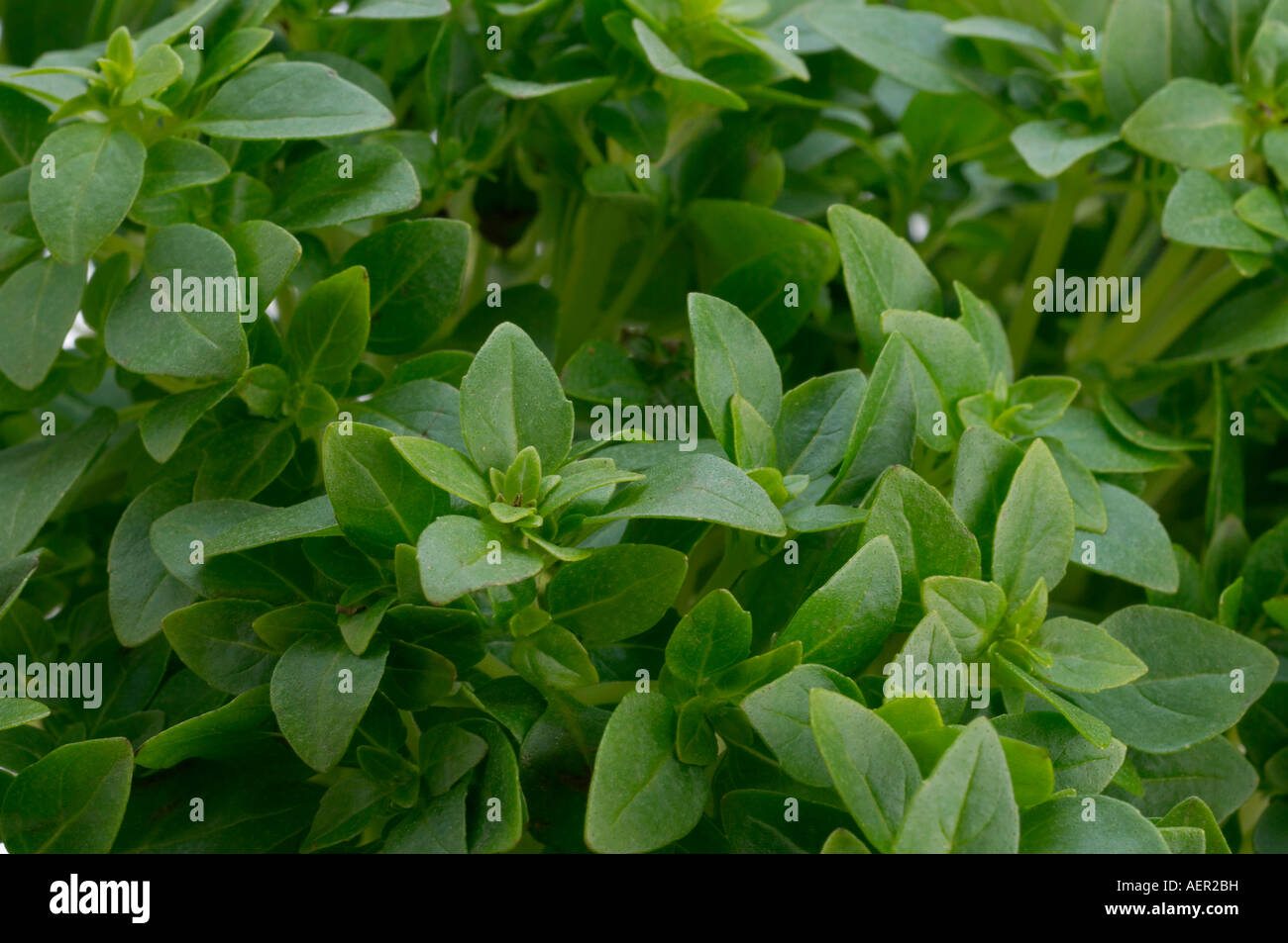 Greek basil hi-res stock photography and images - Alamy